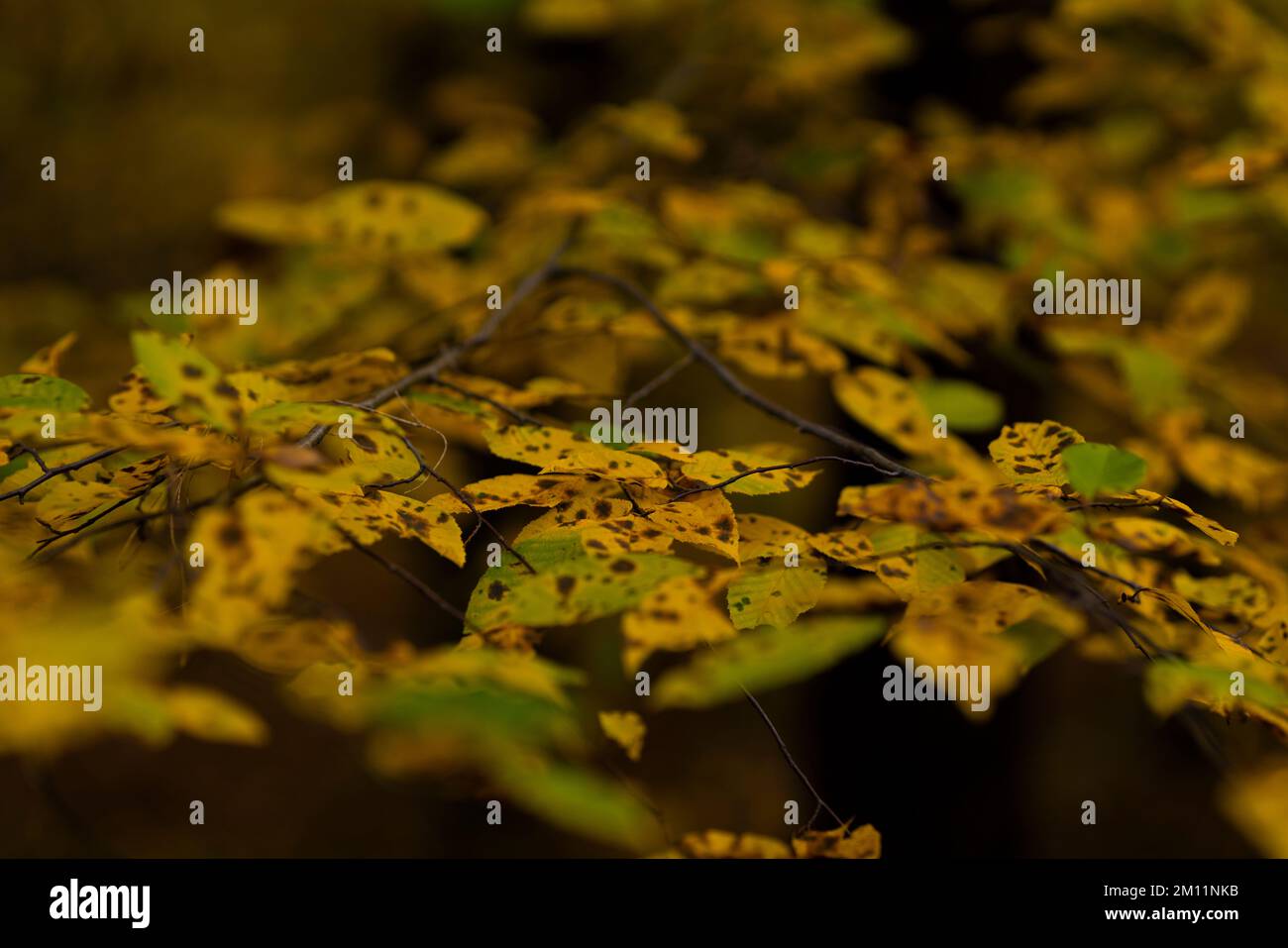 Beautiful discolored leaves in tanning on a deciduous tree, very ...