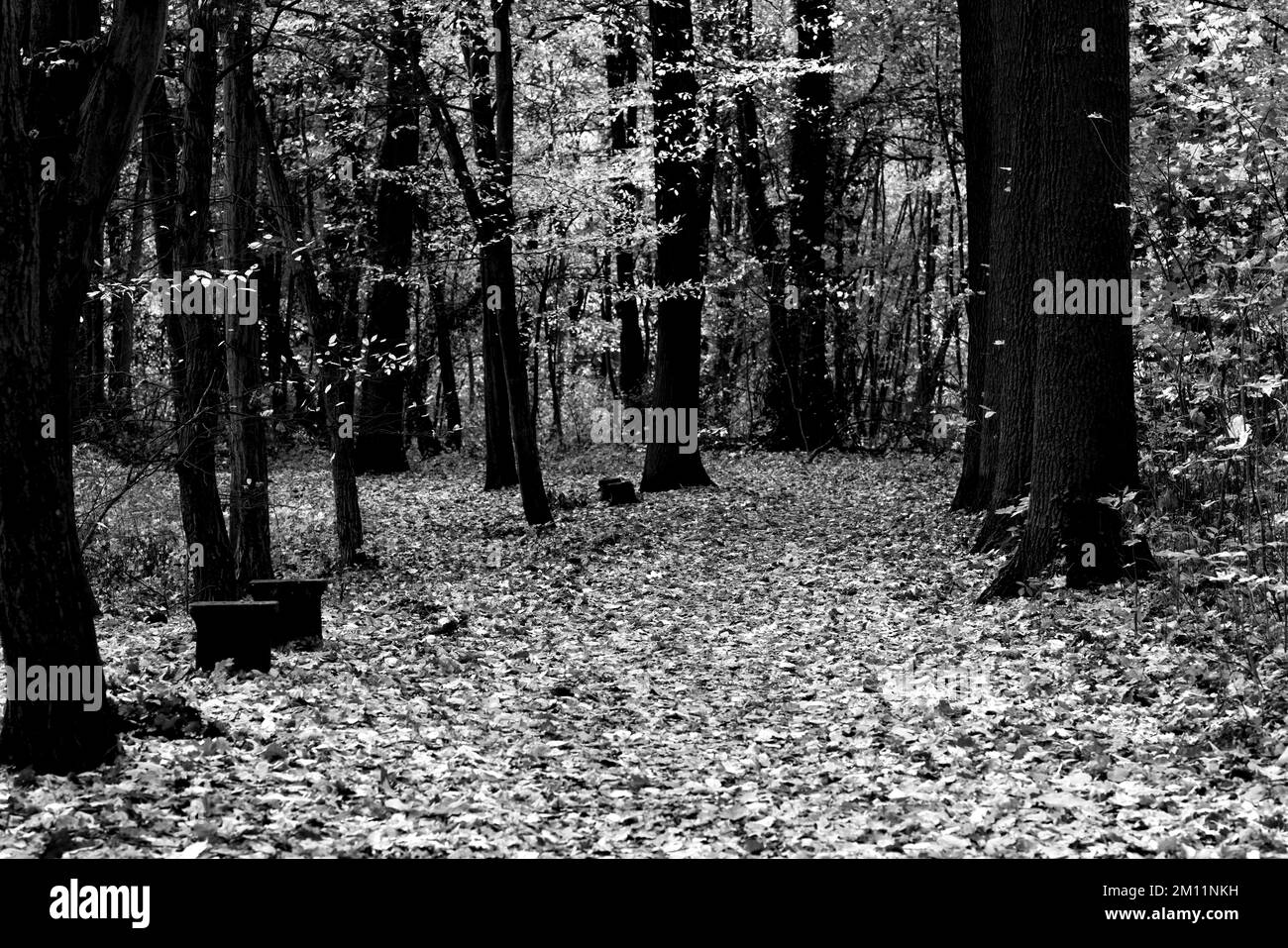 Black forest. autumn. germany hi-res stock photography and images - Alamy