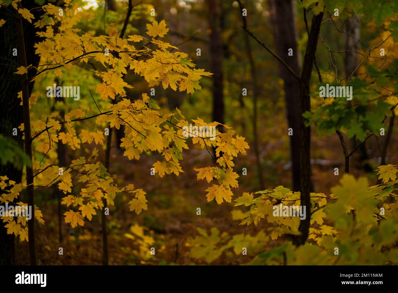 Yellow discolored leaves on a maple tree in autumn hi-res stock ...