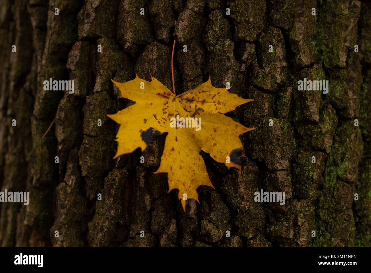 Oak Tree In Fall Leaves