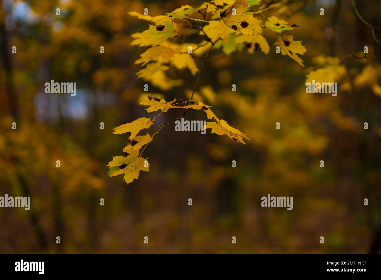 Yellow discolored leaves in autumn on a maple tree, shallow depth of ...