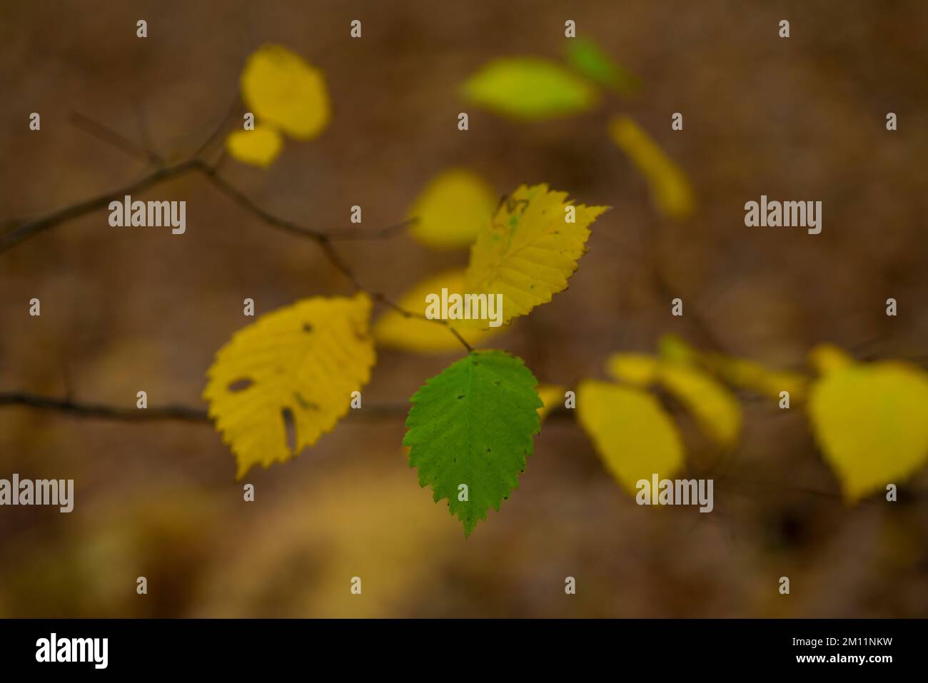 Single green leaf in autumn between many yellow-discolored leaves on a ...