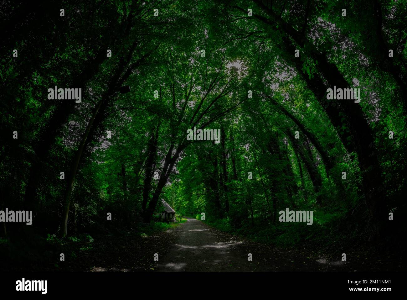 Very dark forest path, trees tower over the path Stock Photo - Alamy