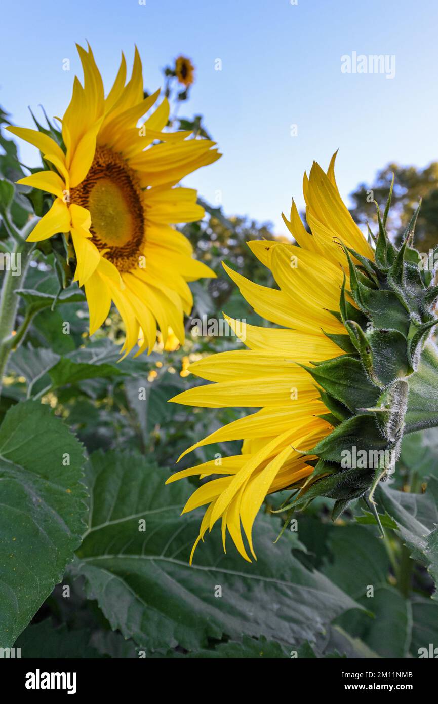 Two Sunflower Heads Face Each Other - summer Stock Photo - Alamy