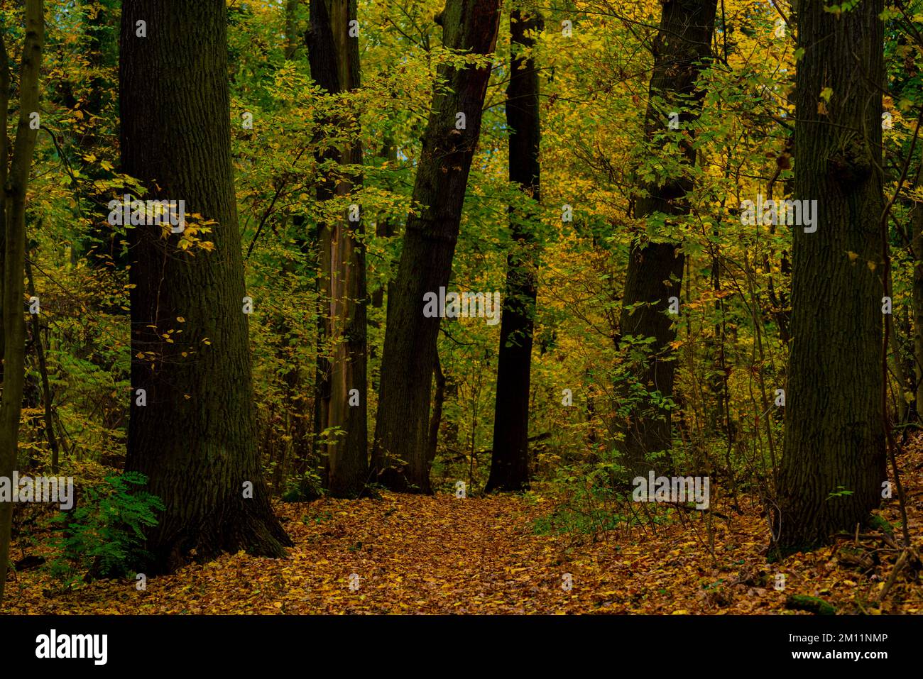 Small narrow hiking trail in autumn in a deciduous forest, autumn ...