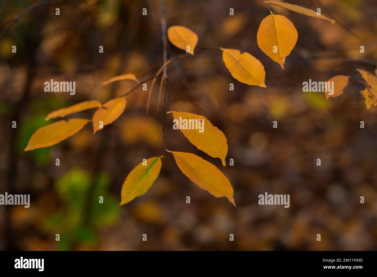 Yellow discolored leaves on a young deciduous tree in autumn hi-res stock photography and images ...