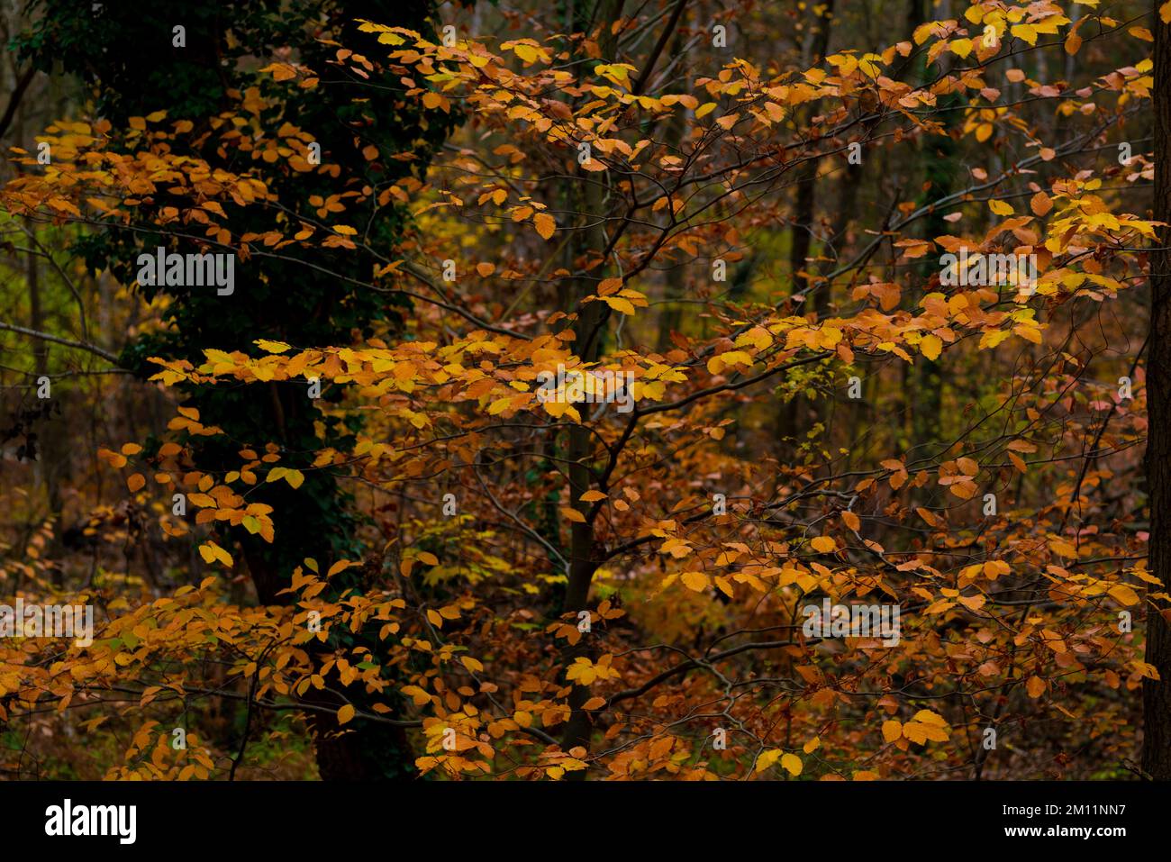 Young beech tree in autumn with beautiful colorfully colored leaves ...