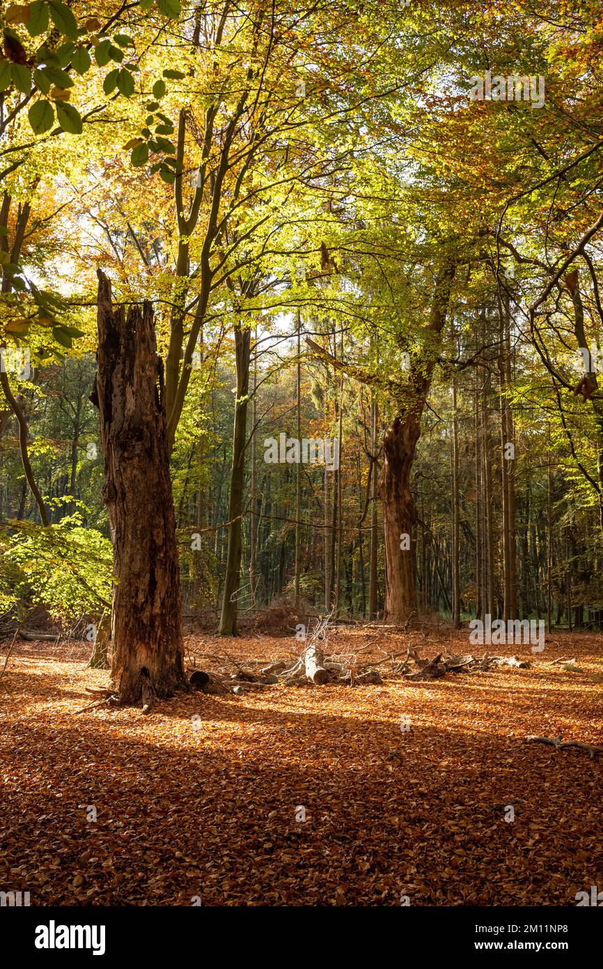 View of the forest in the daytime in autumn sunshine Stock Photo - Alamy