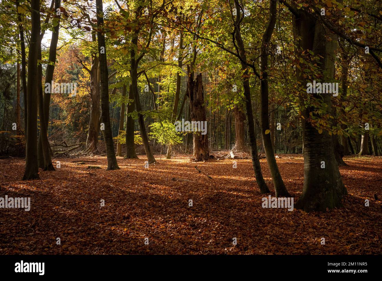 Daytime forest hi-res stock photography and images - Alamy