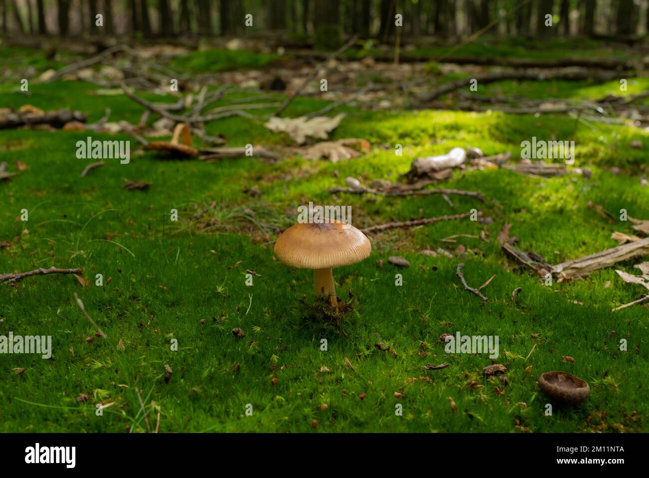Poisonous fungus, small brown poisonous fungus in the forest, grown on ...