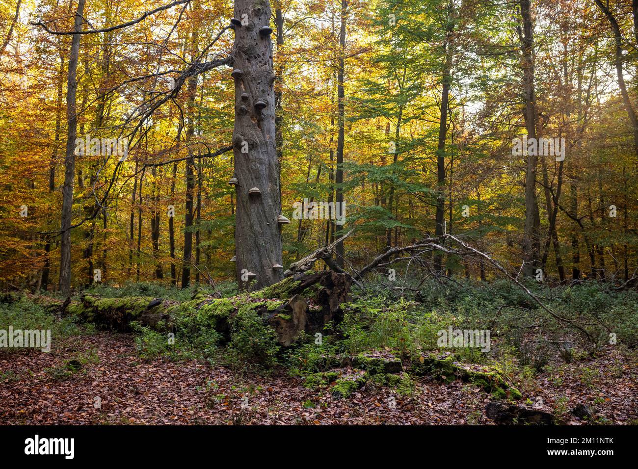 Daytime forest hi-res stock photography and images - Alamy