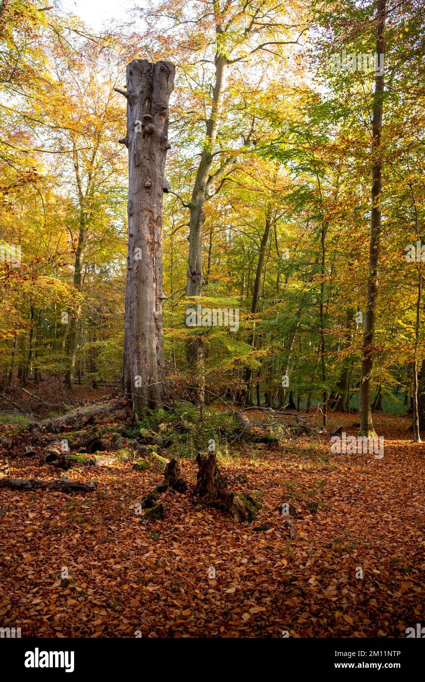 View of the forest in the daytime in autumn sunshine Stock Photo - Alamy