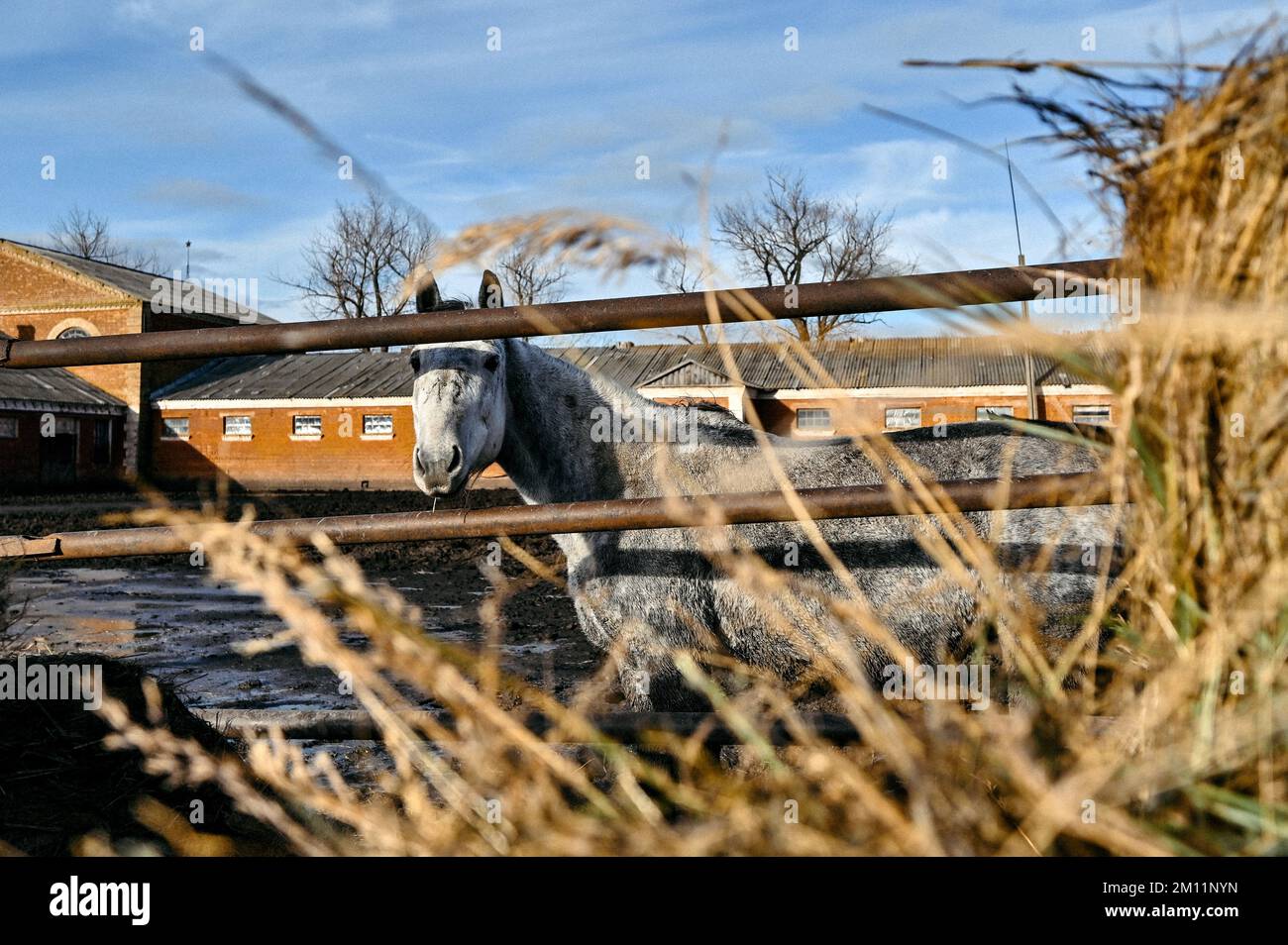 TRUDOVE, UKRAINE - DECEMBER 2, 2022 - A horse looks through the bars of ...