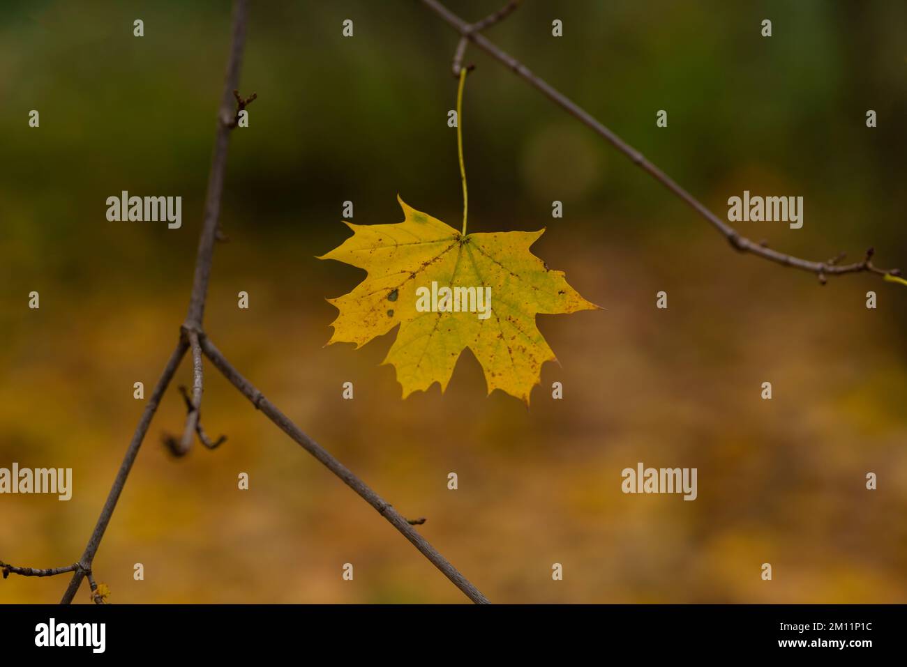Single discolored leaf in autumn on a maple tree, shallow depth of ...