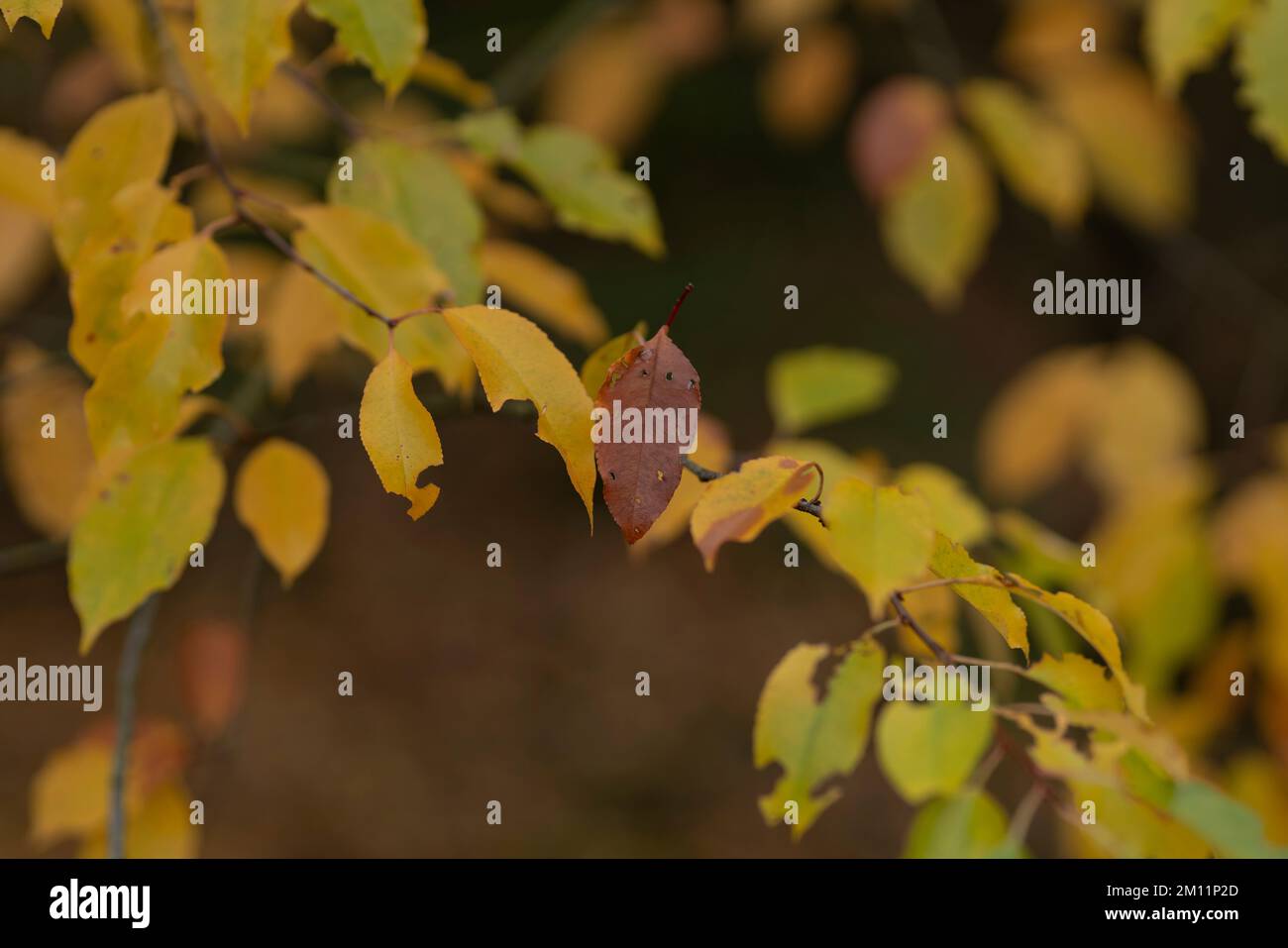 Discoloured in autumn on a young deciduous tree, shallow depth of field ...