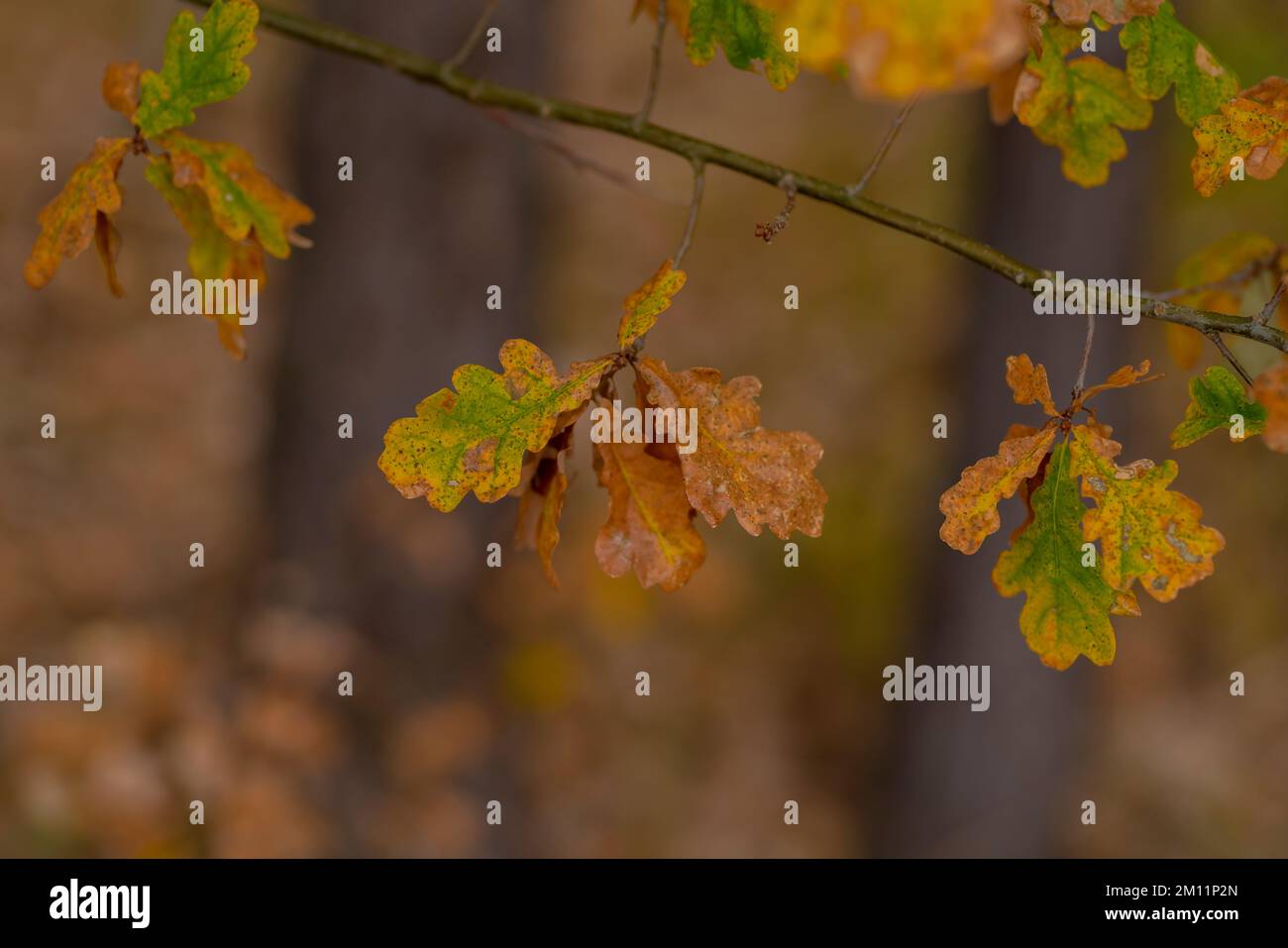 Discolored leaves in autumn on an oak tree hi-res stock photography and ...