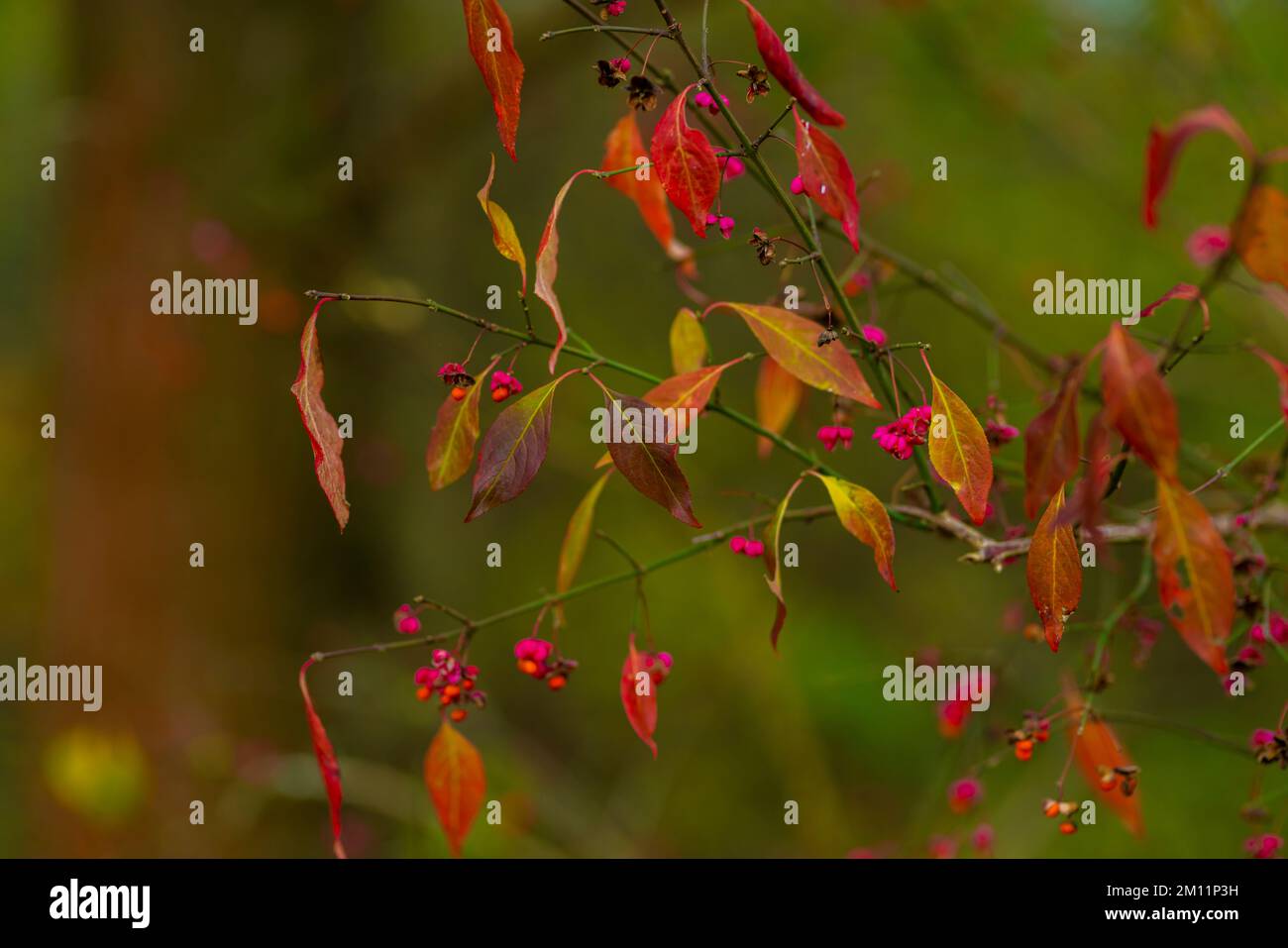 Brightly coloured leaves on a branch of a deciduous tree in autumn ...
