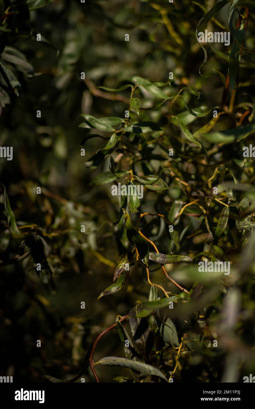 Young willow tree in autumn, very shallow depth of field, Vintage Lens ...