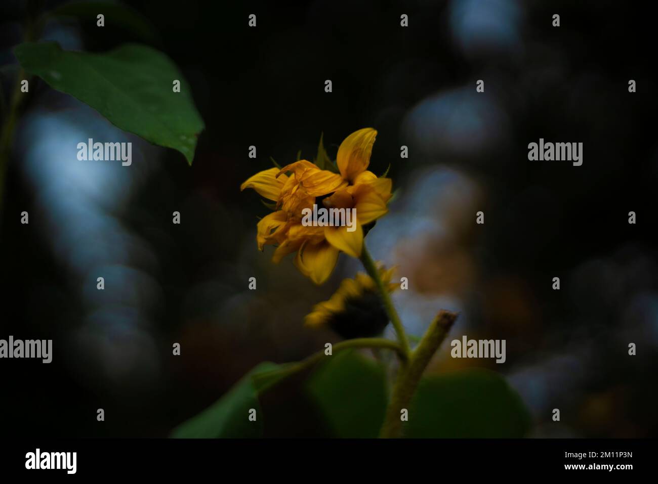Sunflower in autumn, very shallow depth of field, Vintage Lens ...