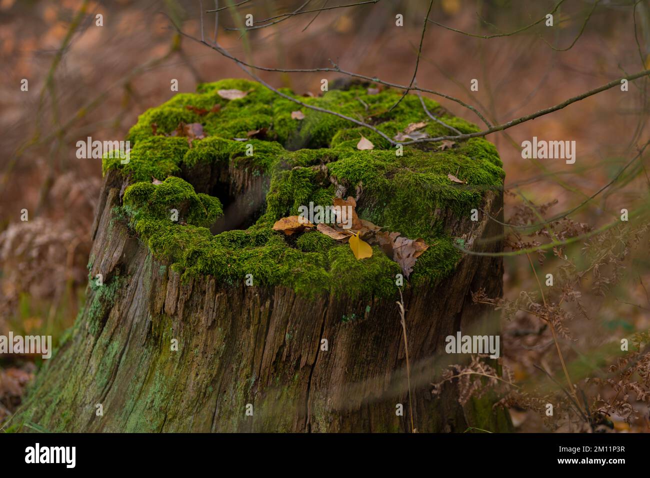 Discolored autumn leaves on a moss-covered tree stump, shallow depth of ...