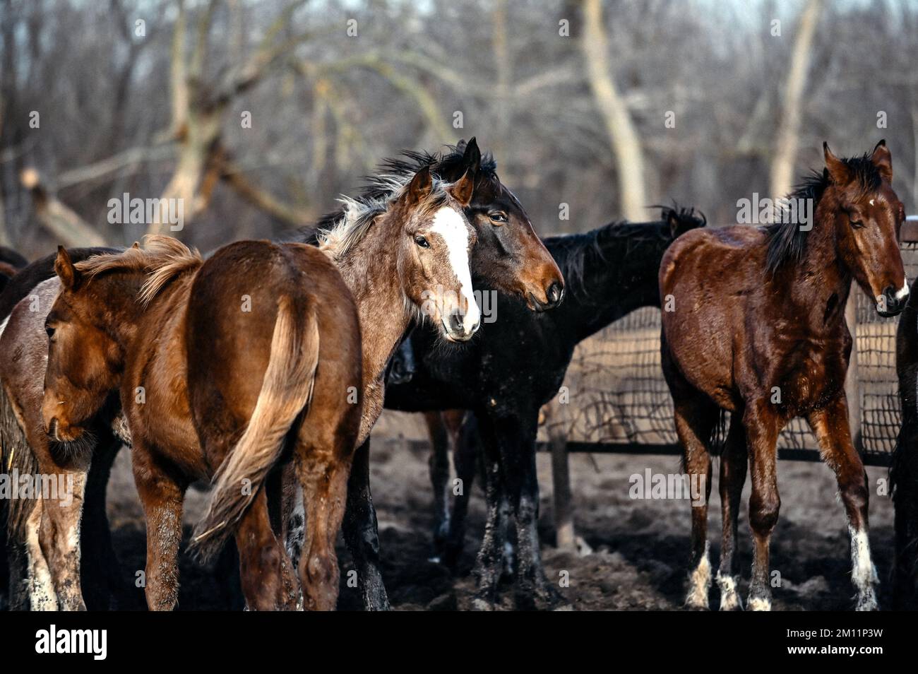 TRUDOVE, UKRAINE - DECEMBER 2, 2022 - Horses are pictured at the ...