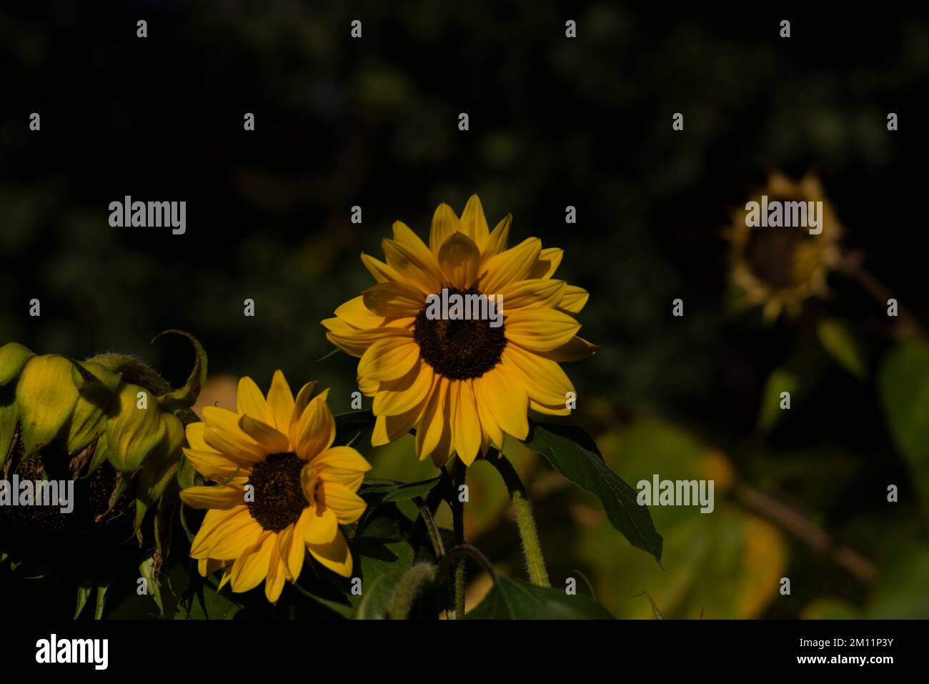 Sunflower in autumn, very shallow depth of field, Vintage Lens ...