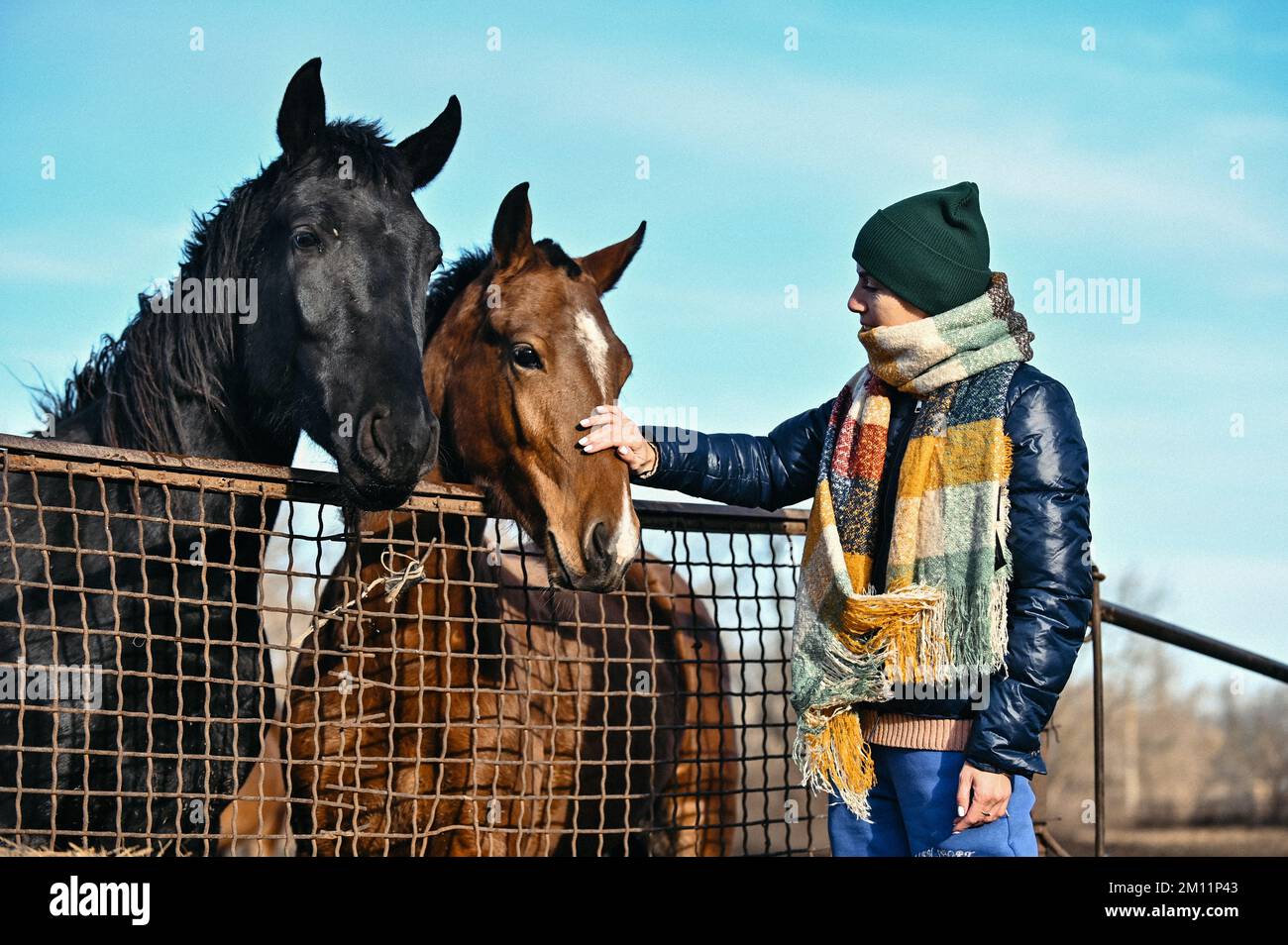 TRUDOVE, UKRAINE - DECEMBER 2, 2022 - A woman pets one of the two ...