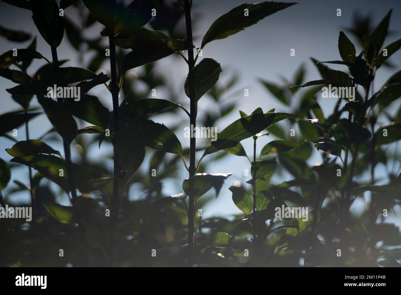 Green leaves backlit on a lilac bush in autumn, very shallow depth of ...
