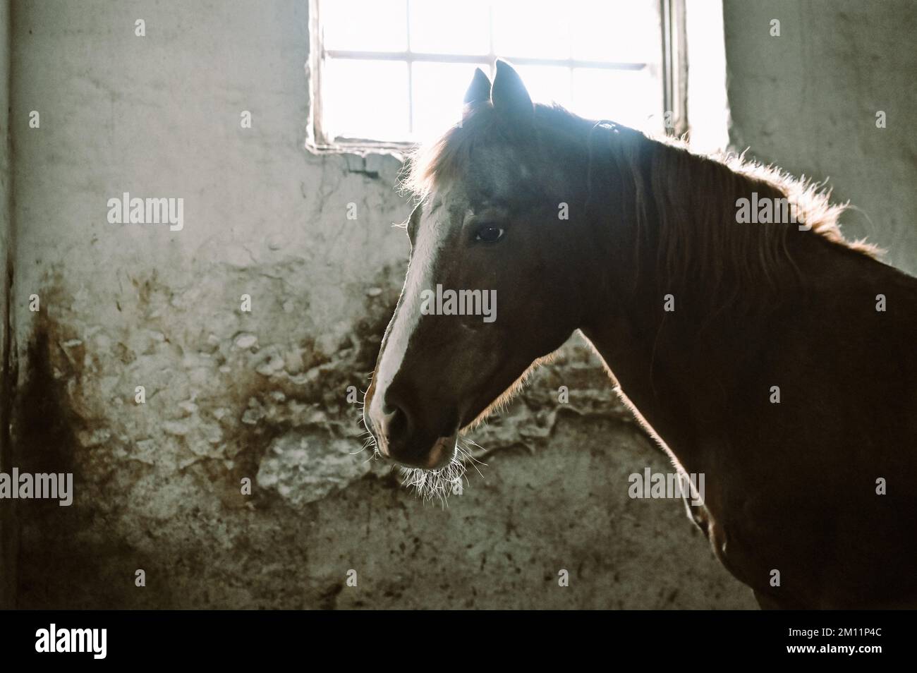 TRUDOVE, UKRAINE - DECEMBER 2, 2022 - A horse stays in a stable at the ...
