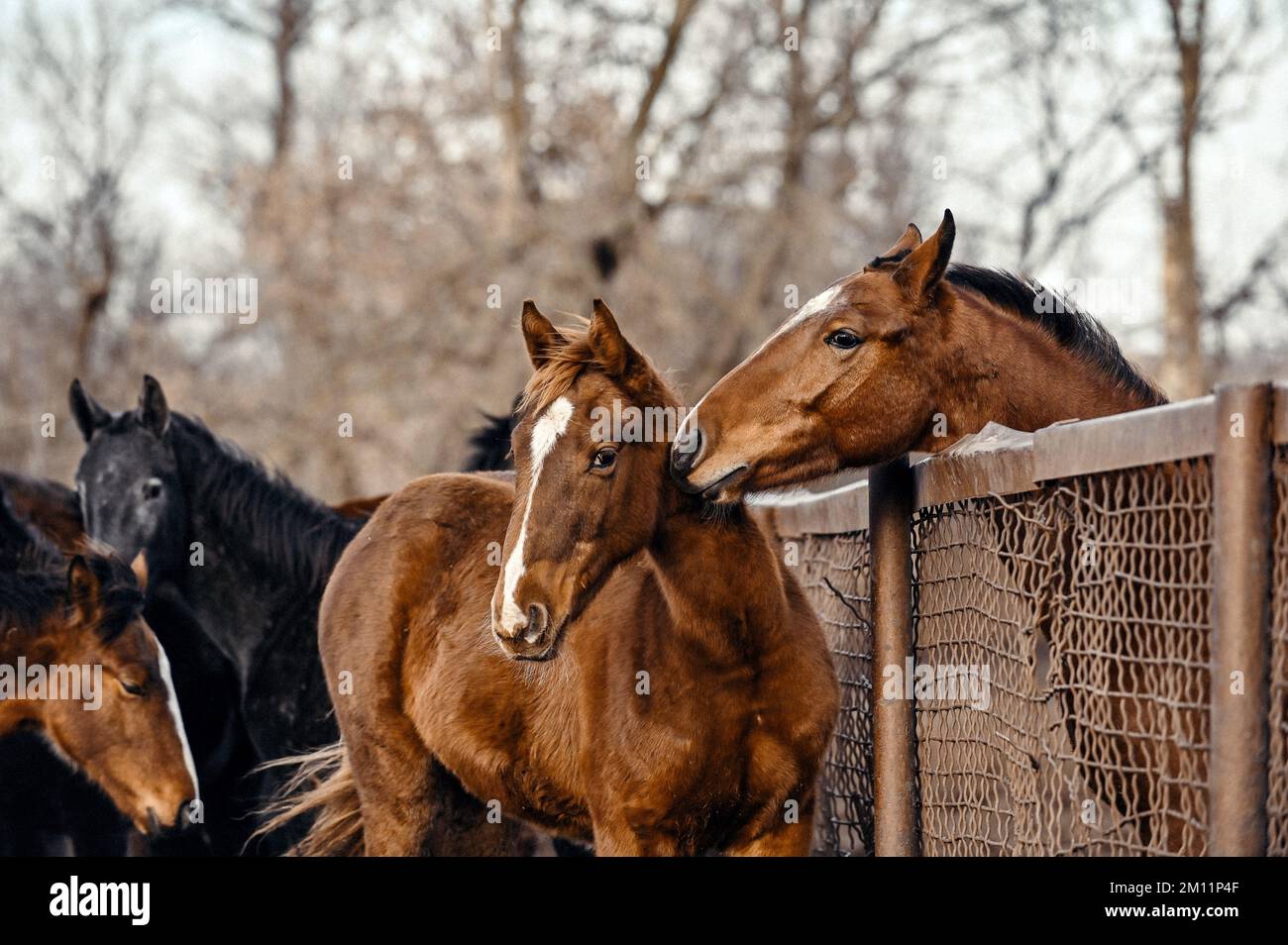 Trudove hi-res stock photography and images - Alamy