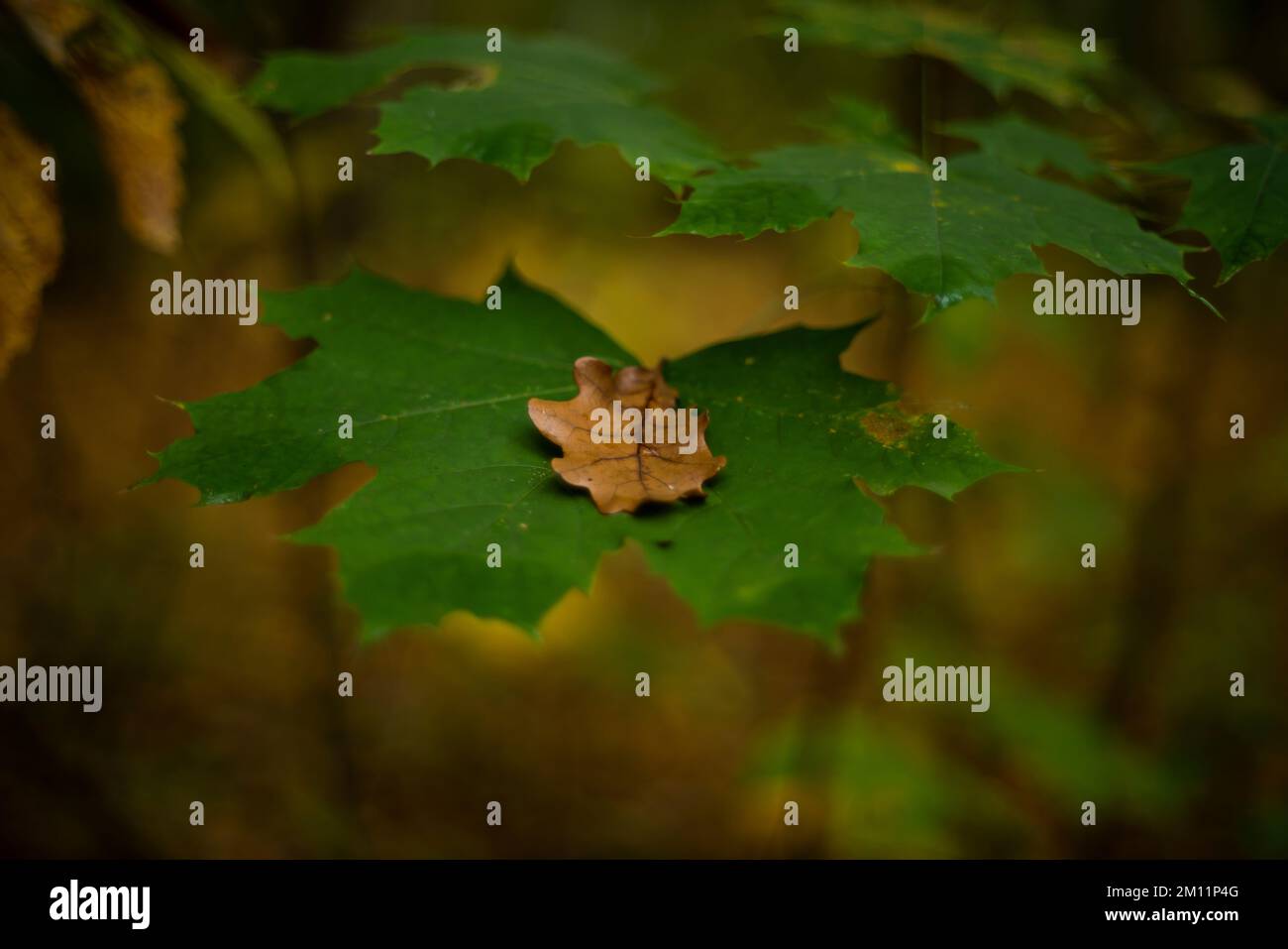 Oak leaf lies on a maple leaf in autumn, very shallow depth of field ...