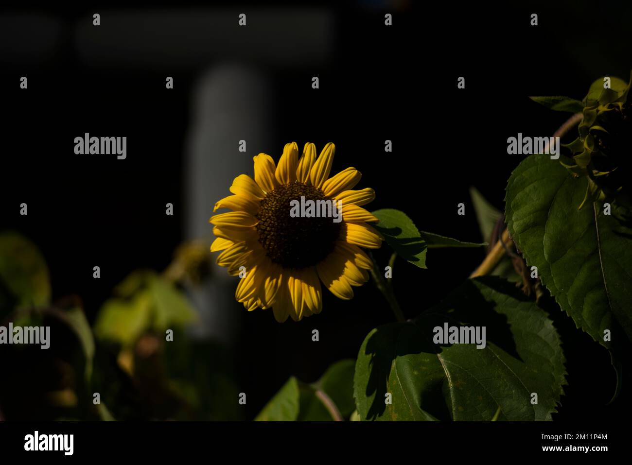 Shallow depth of field yellow flowers hi-res stock photography and ...