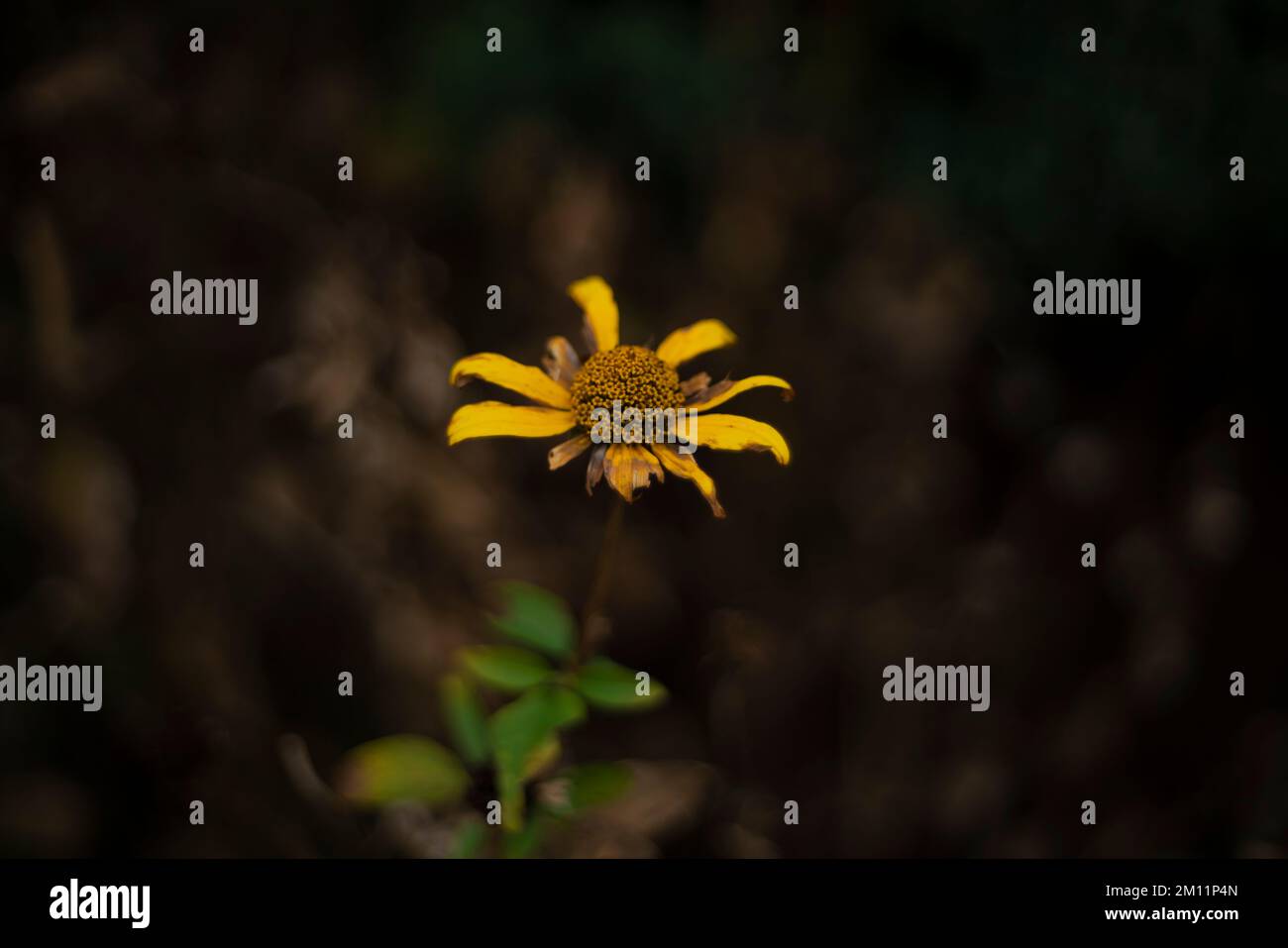 Suneye hi-res stock photography and images - Alamy