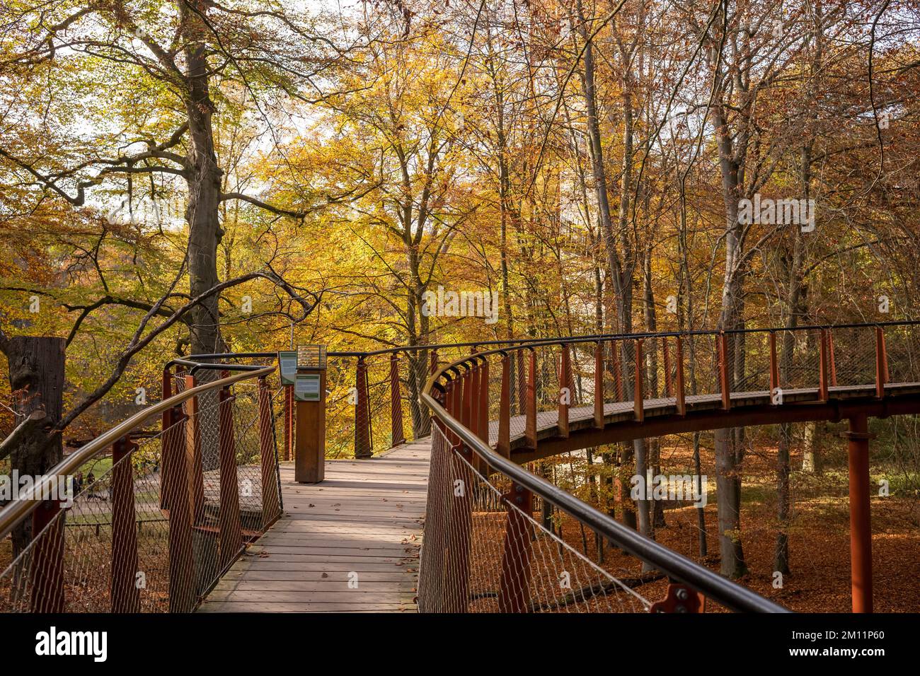 Ivenacker oaks, tree bean path during the day in autumn Stock Photo - Alamy