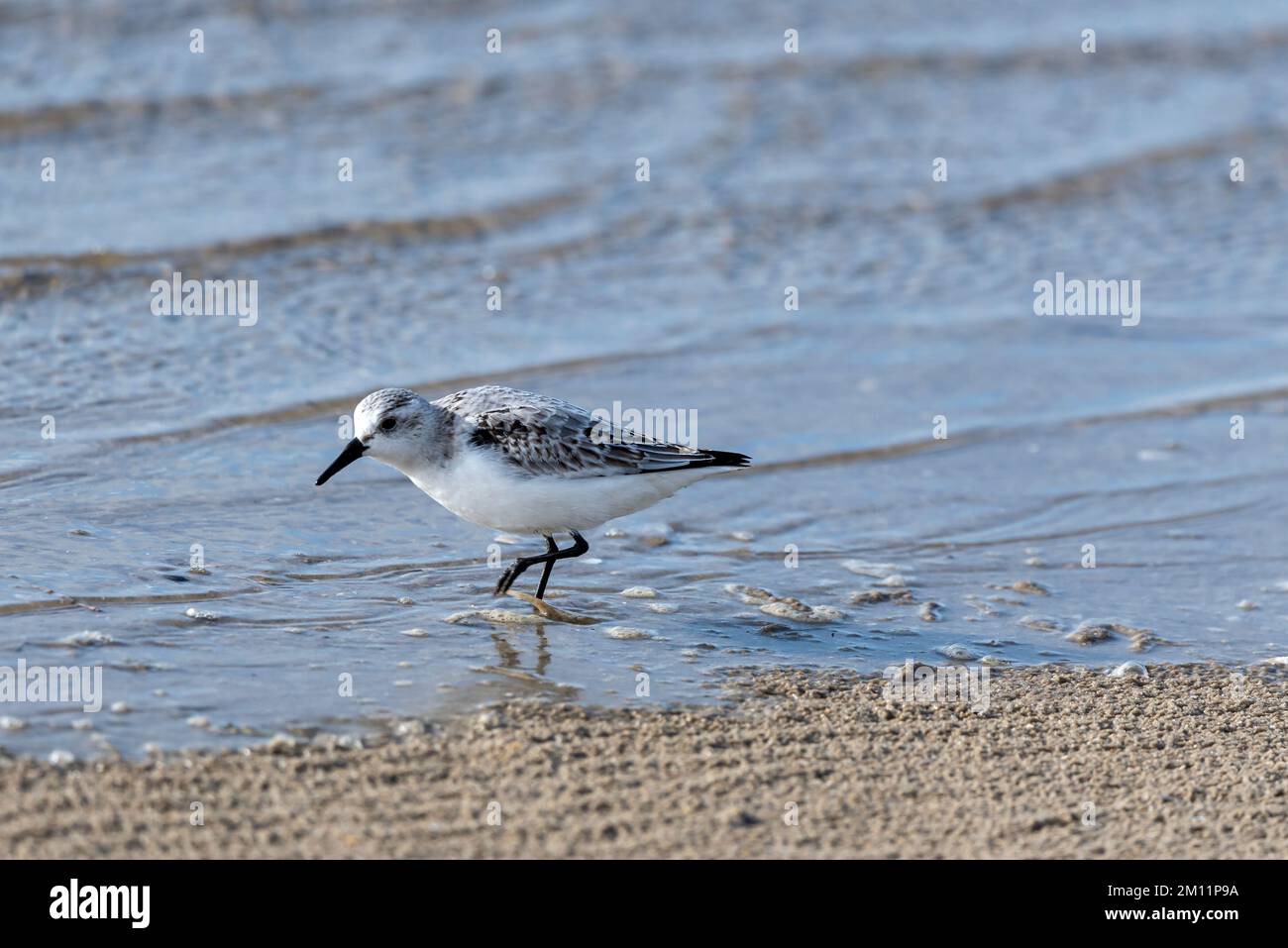 Sanderling (Calidris alba) on the beach, Rømø Island, Syddanmark ...