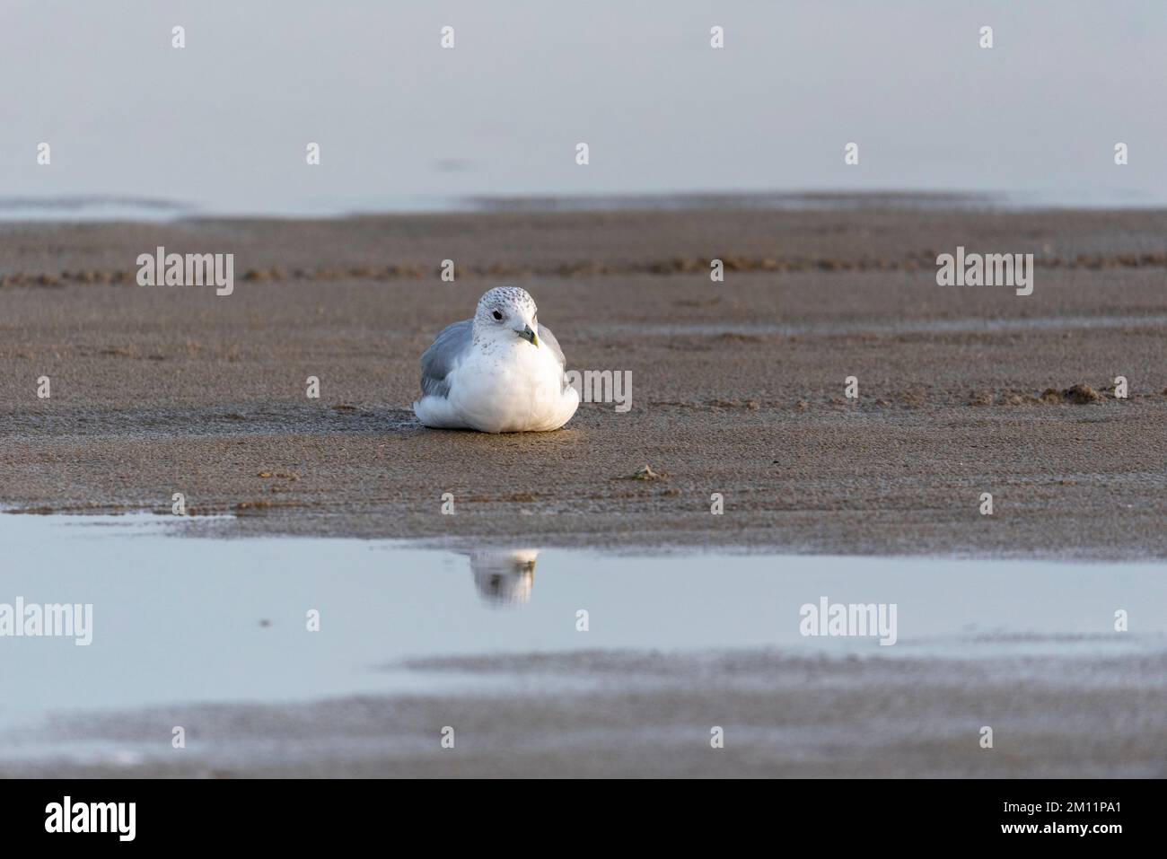 Seagull, Vadehavet National Park, Lakok, Syddanmark, Denmark Stock ...