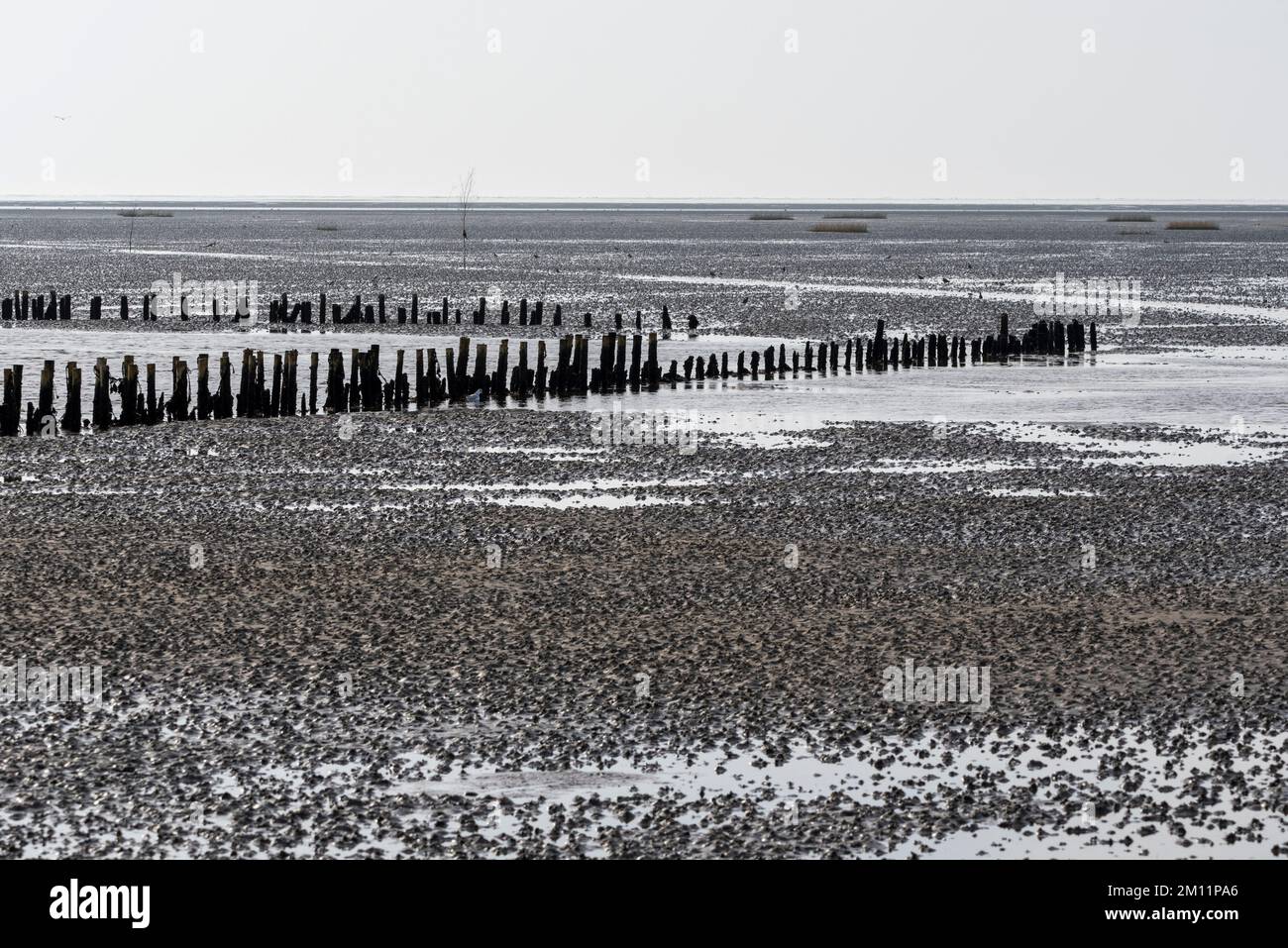 Danish wadden sea islands hi-res stock photography and images - Alamy