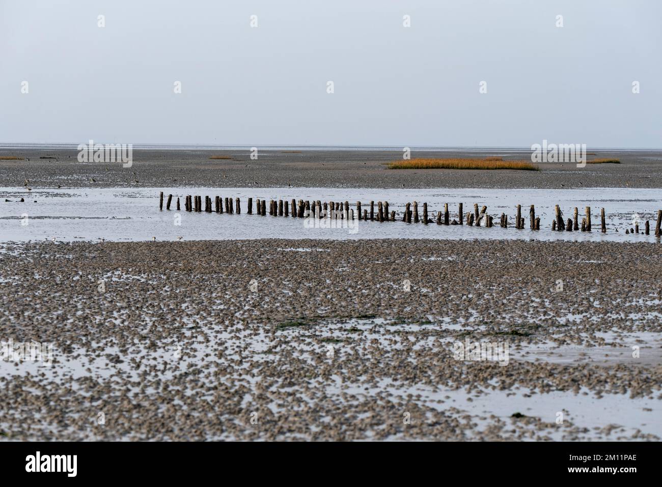 Island Mandø, surrounded by the Wadden Sea, only Danish tidal island ...
