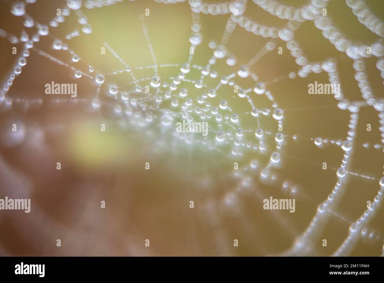 Spider web with raindrops Stock Photo - Alamy