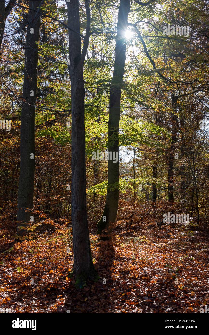 Colorful autumn leaves lie between the trunks of copper beech hi-res ...