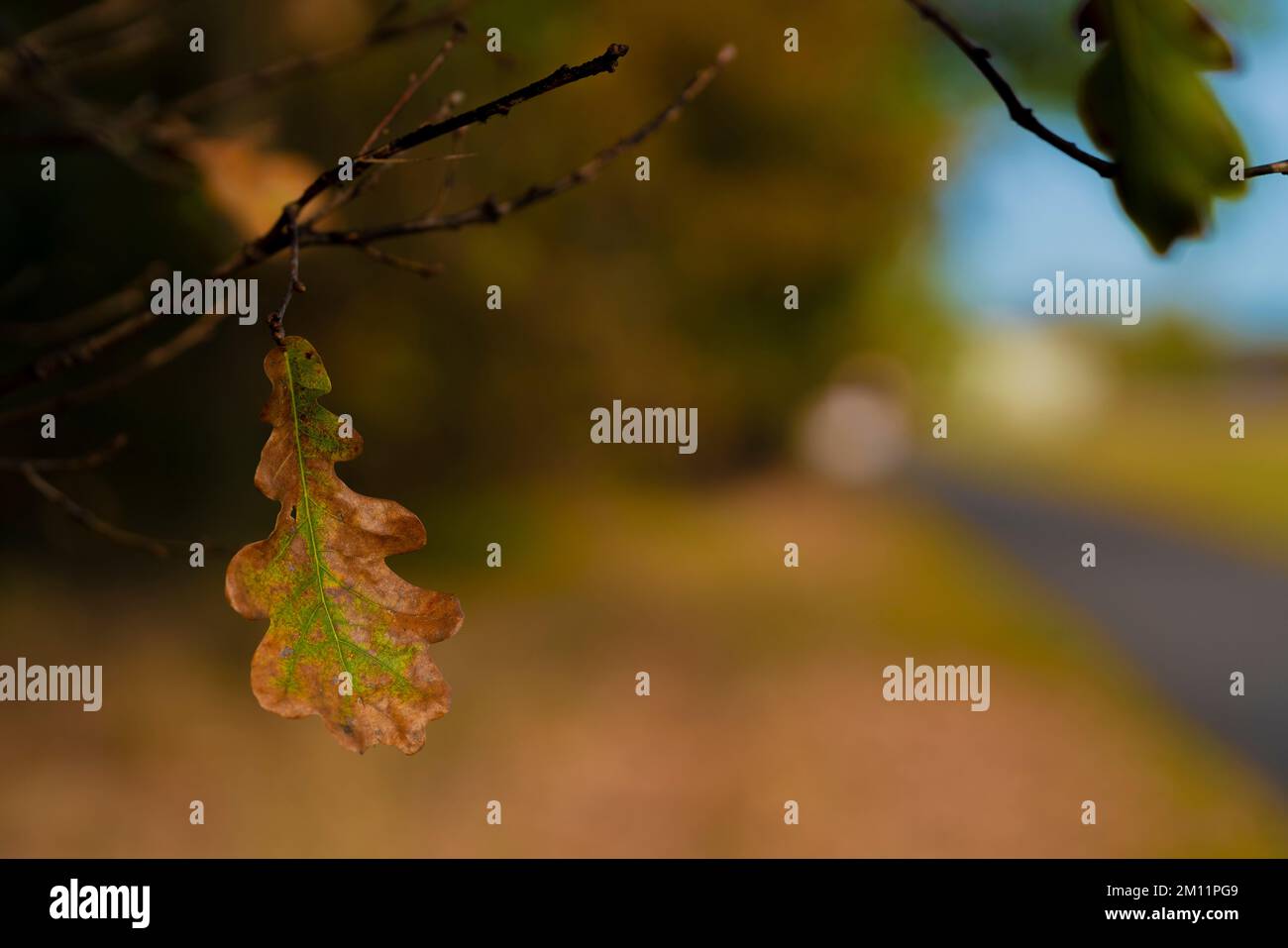 Single discoloured leaf in autumn on an oak tree, shallow depth of ...