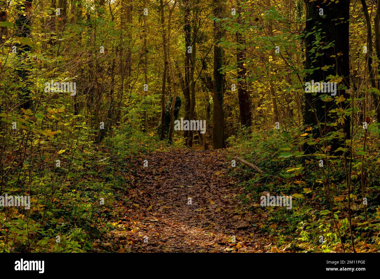 Hiking trail forest autumn hi-res stock photography and images - Alamy