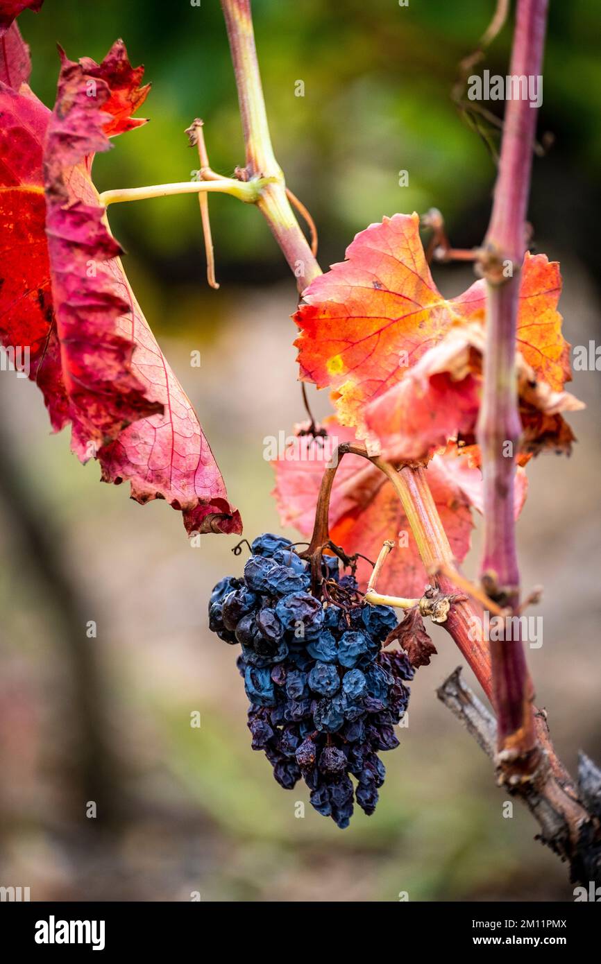 Vineyards producing grapes for wine and cava in the fall in Lleida in ...