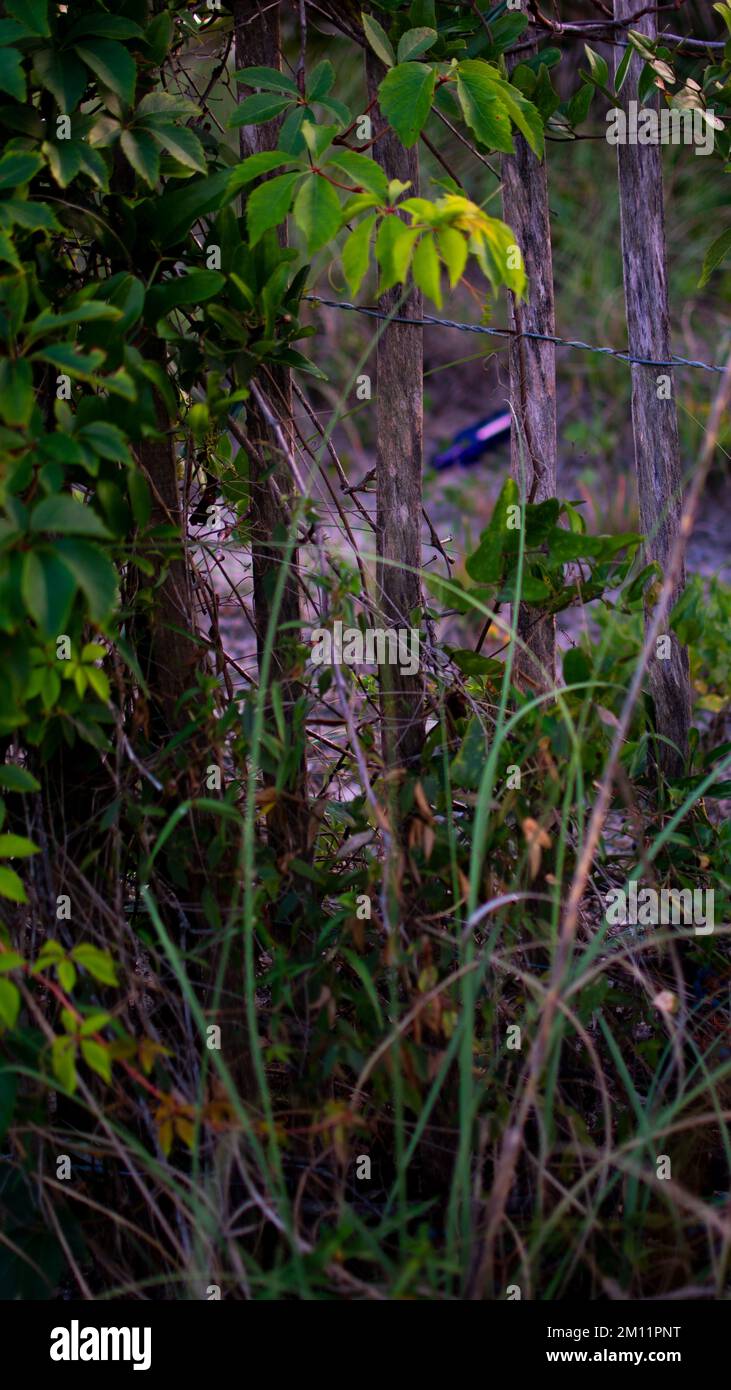 A vertical shot of grass growing in front of wooden fence Stock Photo ...