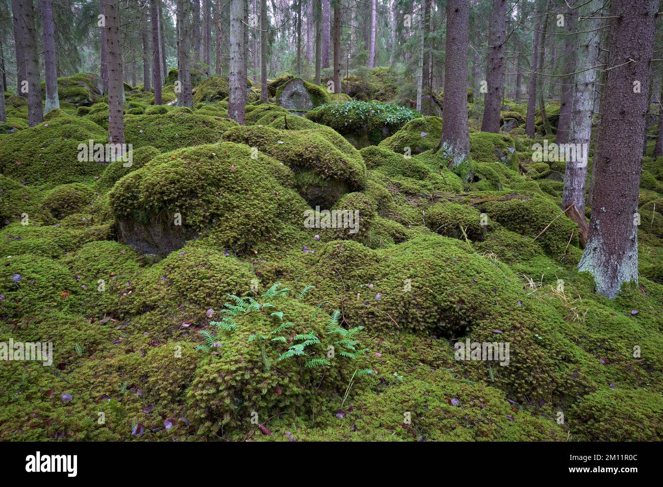 Sweden, Värmland, Degerfors, sprucetree forest with green mosscovered ...