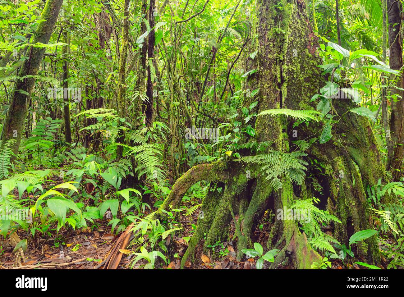 Rainforest in Arenal National Park, La Fortuna, Alajuela, Costa Rica ...