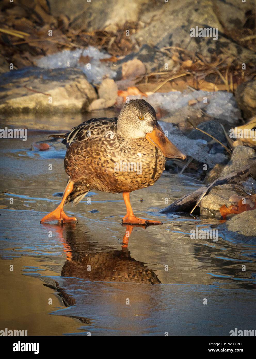 Female green-winged teal (Anas carolinensis) duck walking on ice ...