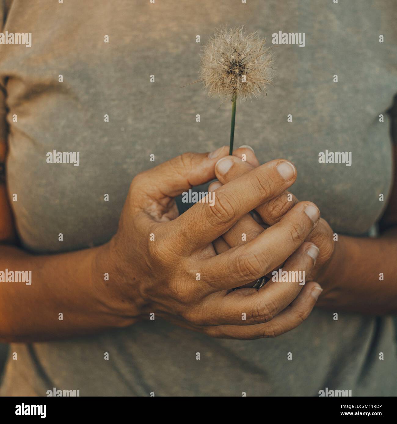 Woman hands holding with love a dandelion flower. Concept of spring and ...