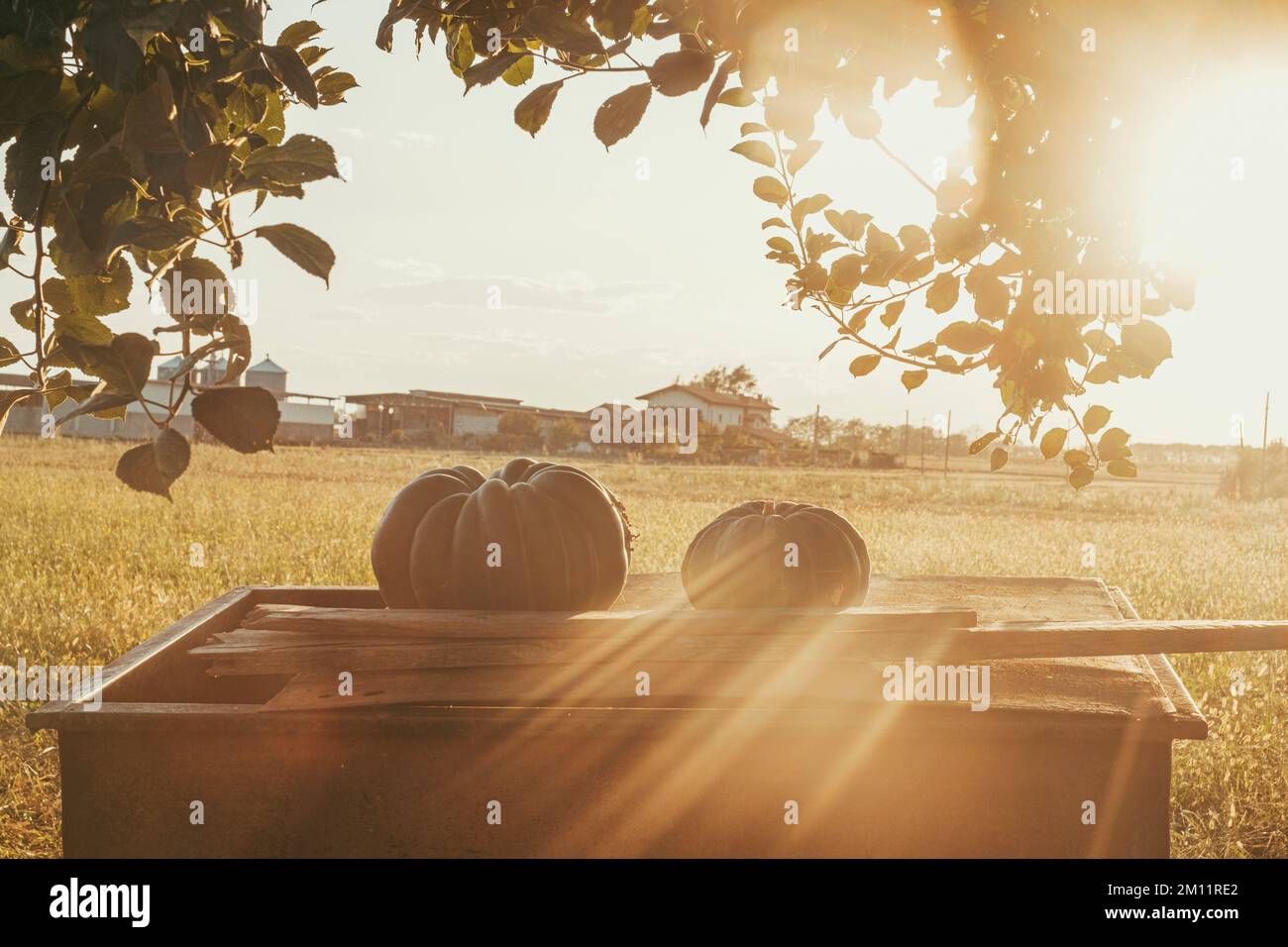 Autumn country side scenic background landscape with big pumpkins ...