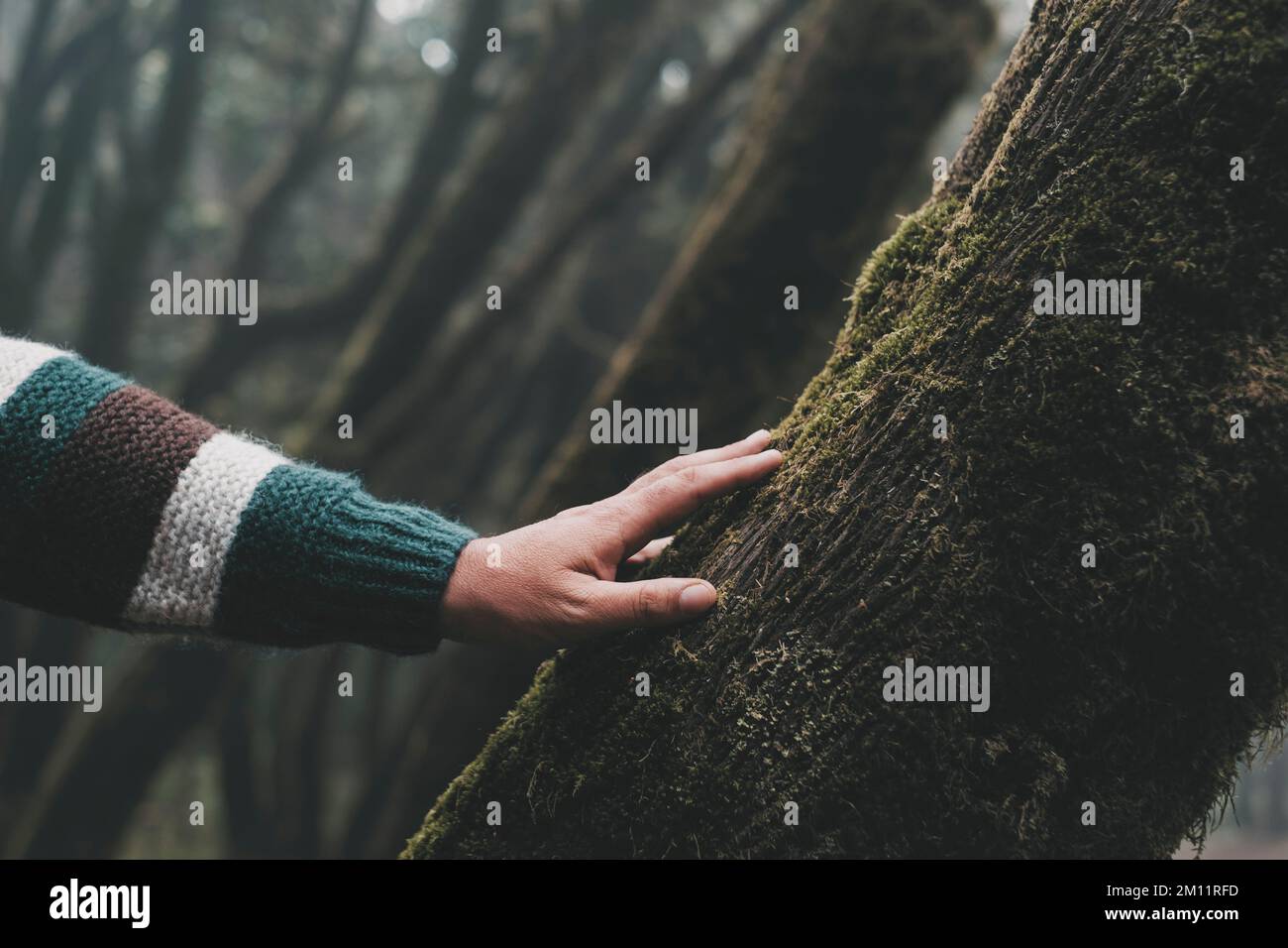 Close up of man hand touching softly a tree trunk with green musk ...